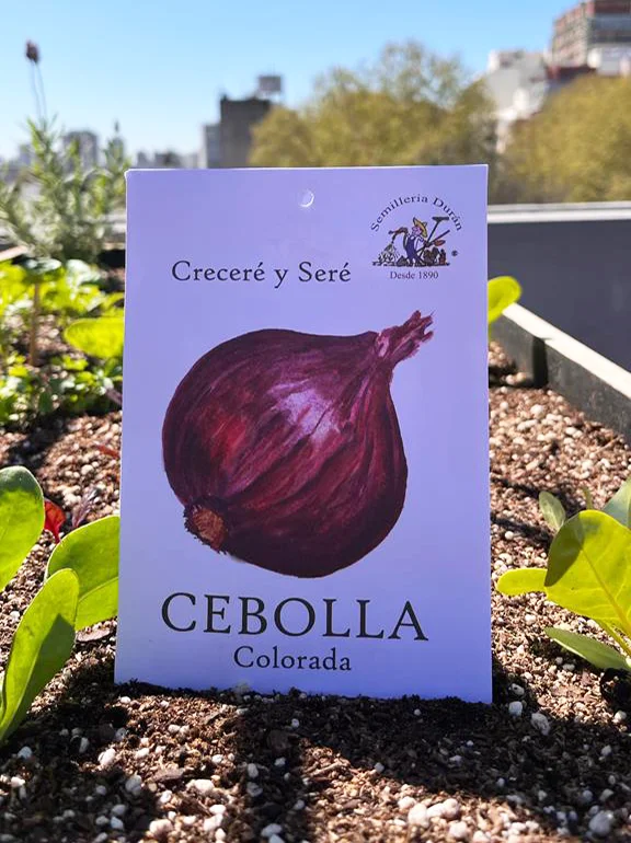 Cebolla colorada – Agronomía Olavarría