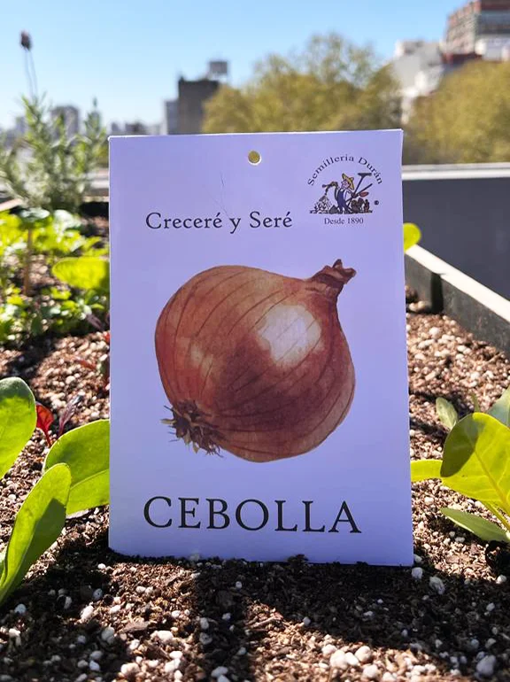 Cebolla – Agronomía Olavarría