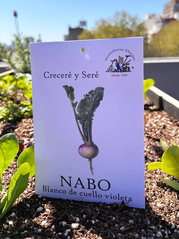 Nabo blanco de cuello violeta – Agronomía Olavarría
